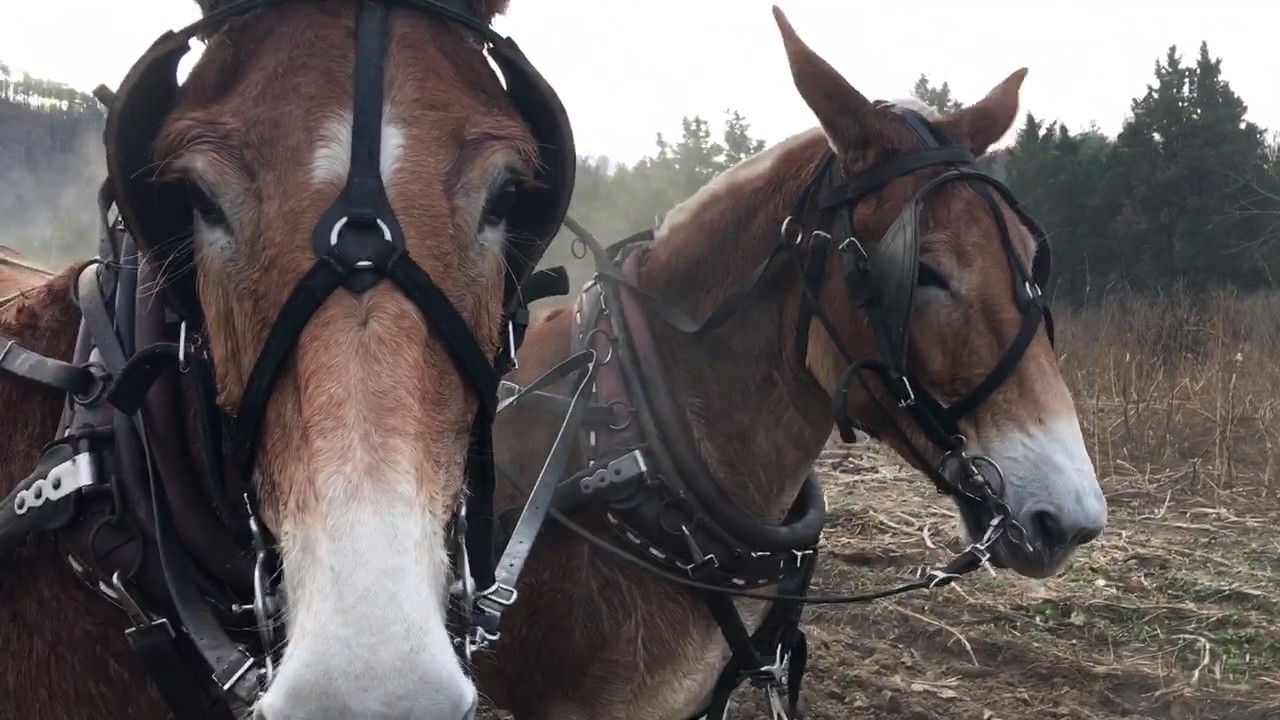 Draft mule team. Mollys. Plow video !!! - YouTube