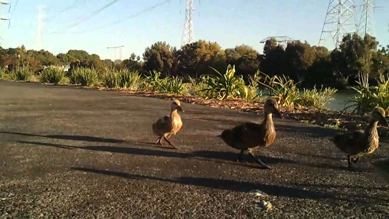 Duckling Stampede! - YouTube