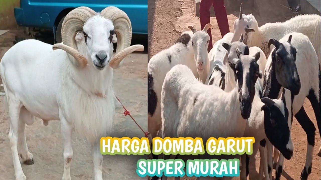 Update Harga Domba Garut Terbaru , kualitas super murah - YouTube