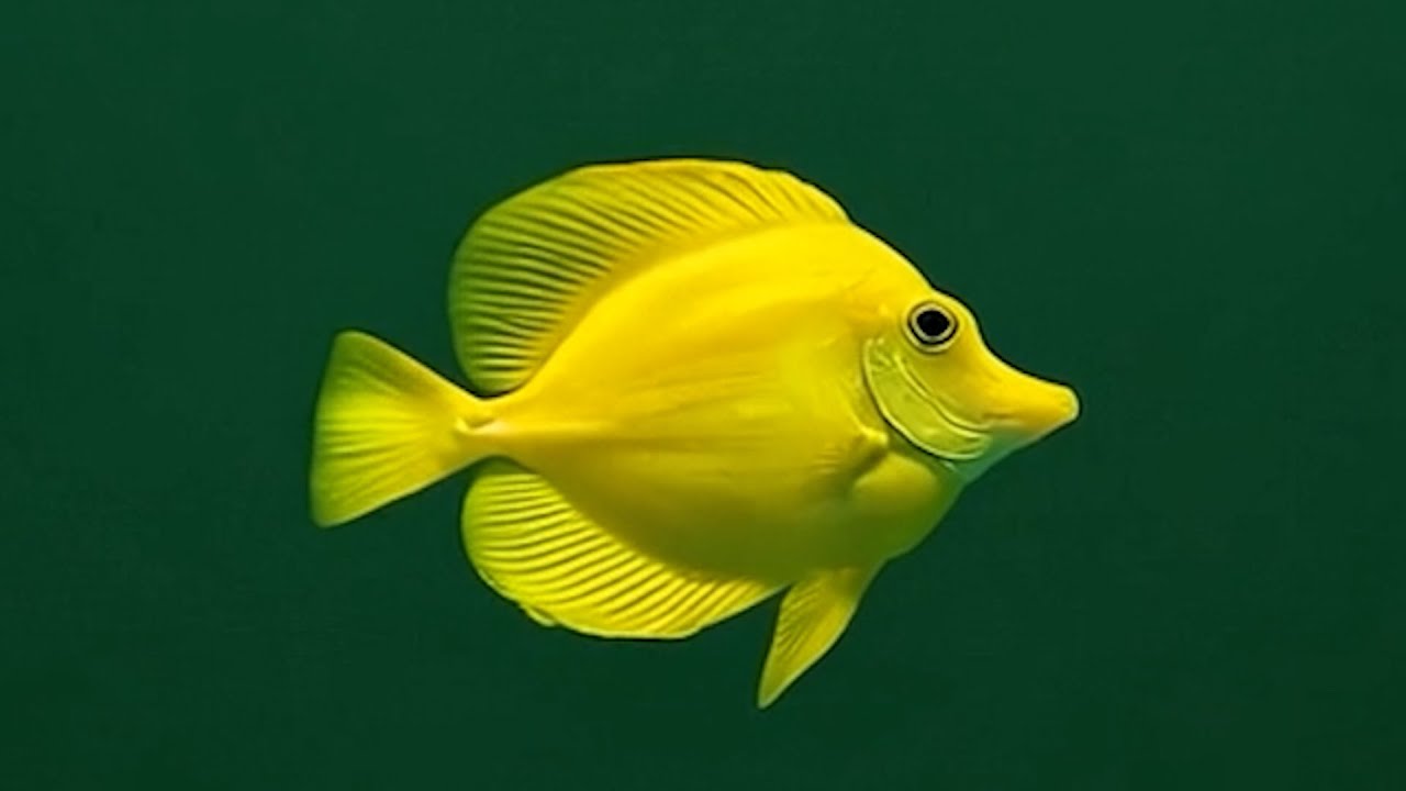 Yellow Tang – Free Green Screen VFX Loop Animation - YouTube