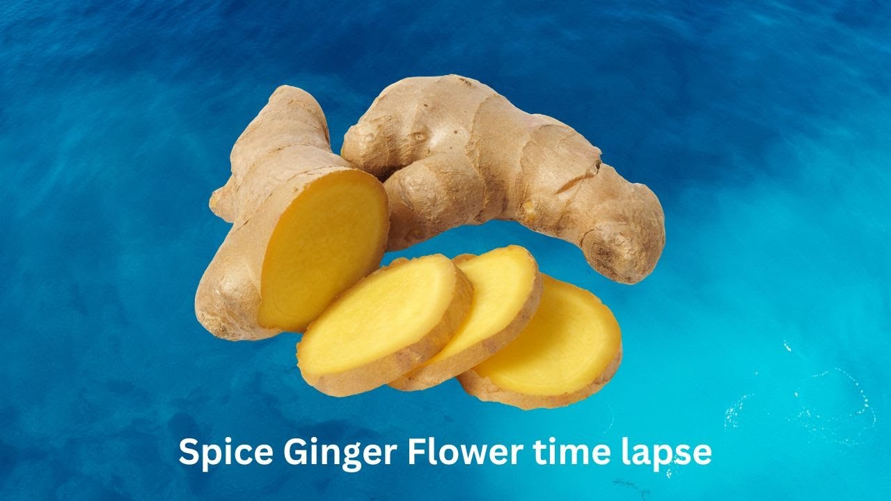 Spice Ginger Flower Time Lapse - YouTube