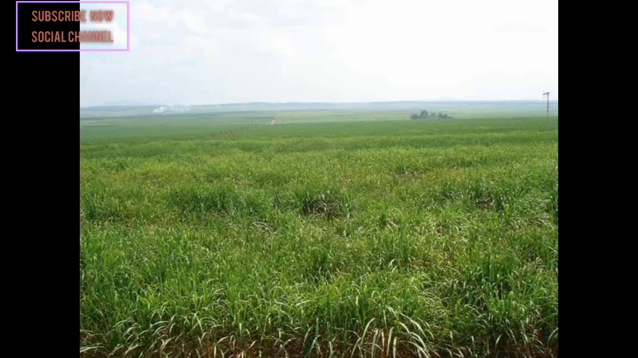 Kenangan ladang tebu Chuping - penyumbang terbesar kepada industri gula ...