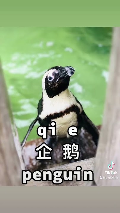 How to pronounce qǐ é? How to say penguin in Chinese ？ - YouTube
