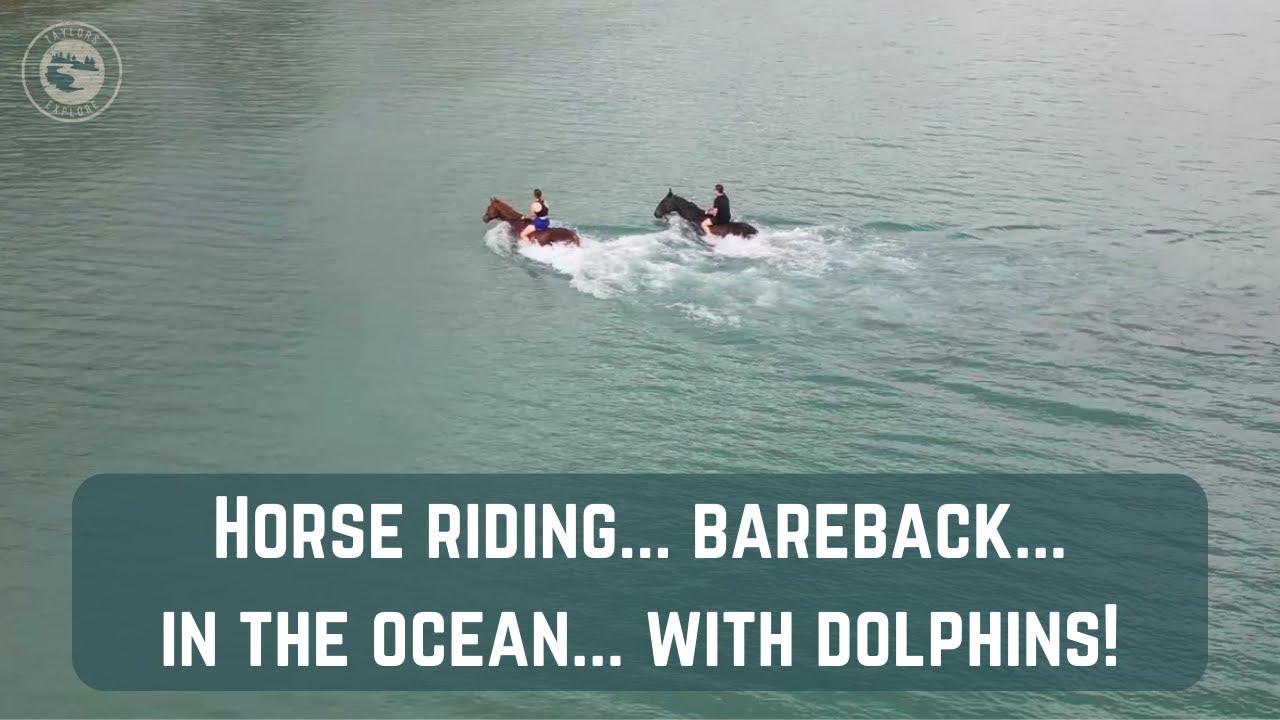 A RARE ENCOUNTER AT DUNDOWRAN BEACH, HERVEY BAY - YouTube