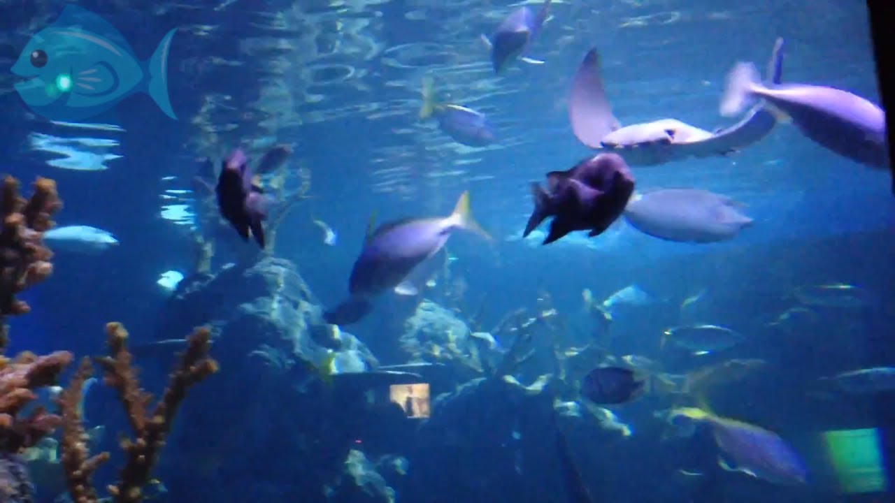 Kids enthusiast by the stingray in Chessington SEA LIFE Center Aquarium ...