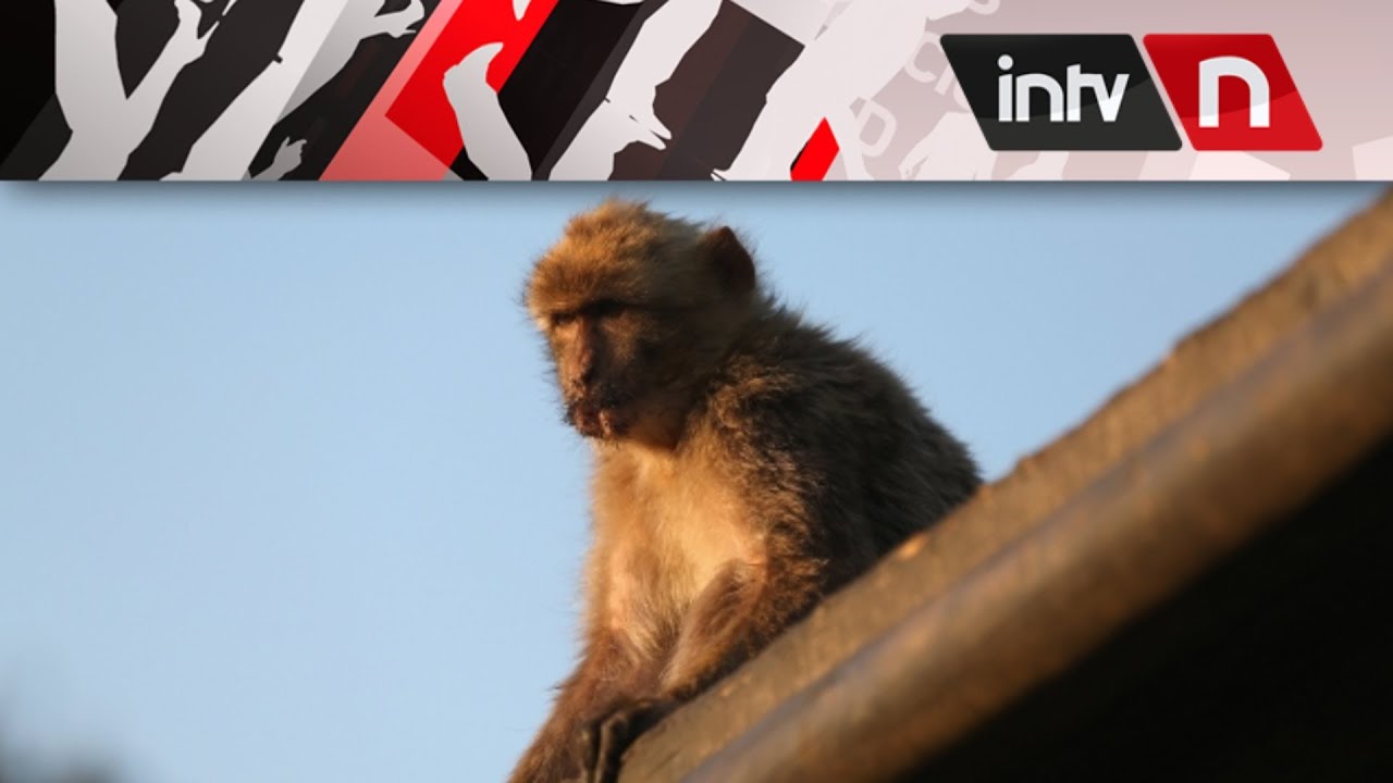 GIBRALTAR DEPORTARA 120 MONOS POR VIOLENTOS - YouTube