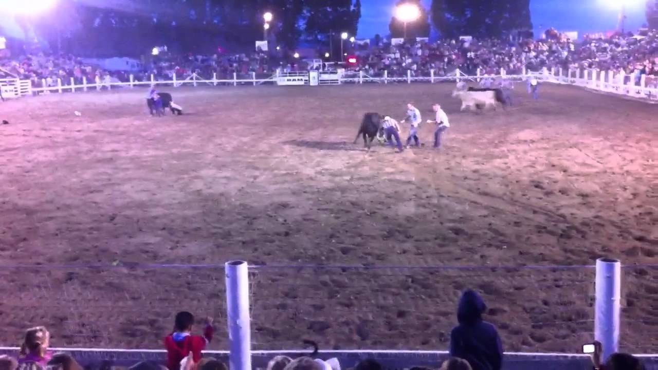 Man get's run over by cow - YouTube