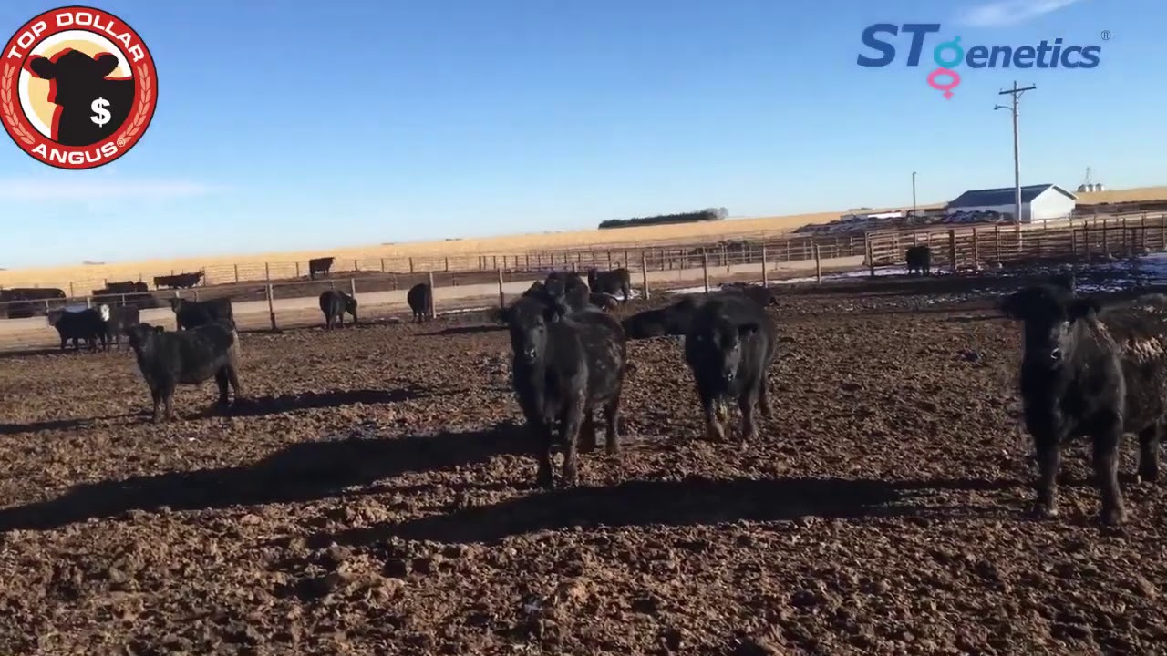 Robert Werts 900 wt steers - YouTube