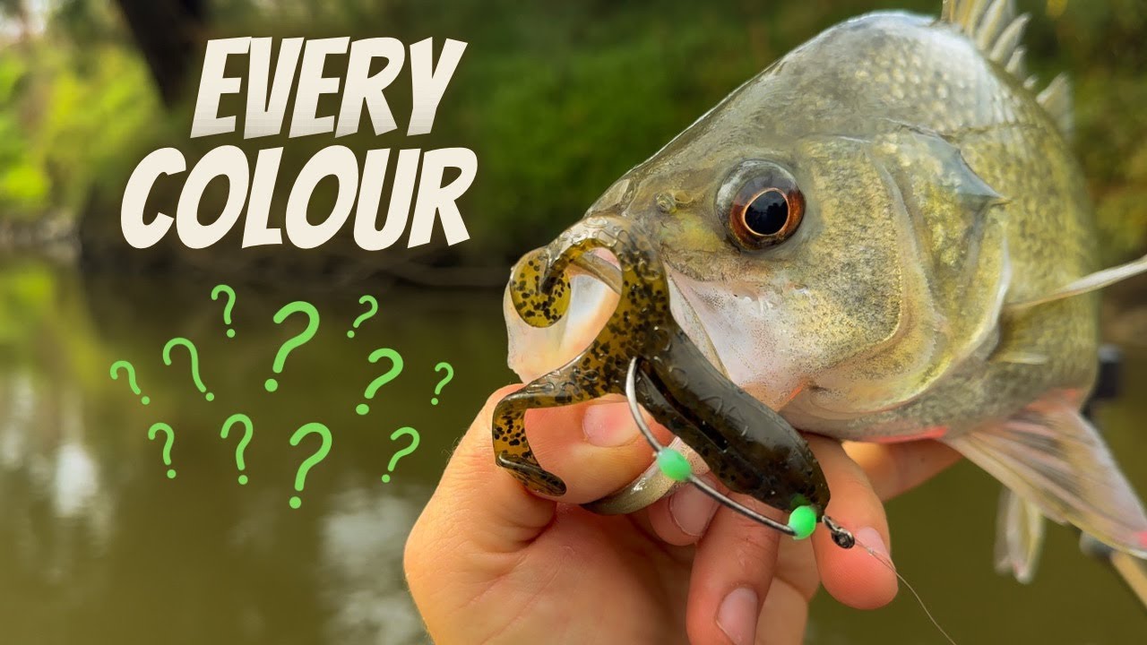 Zman Finesse Frog Challenge | Can I catch a BASS on EVERY COLOUR ...