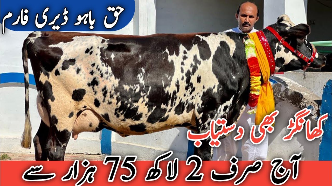 Haq Bahoo Dairy Farm | Garlando cross cows | Australian Friesian cows ...