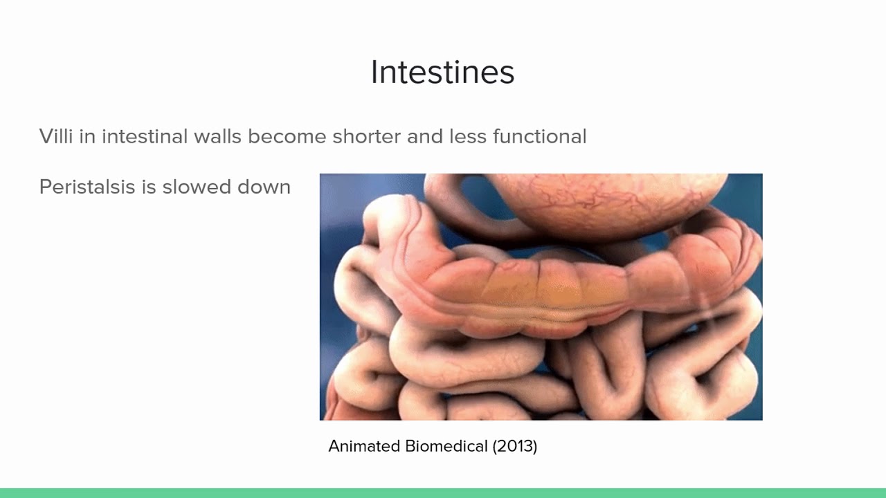 Gastrointestinal System: Changes for the Geriatric Population ...