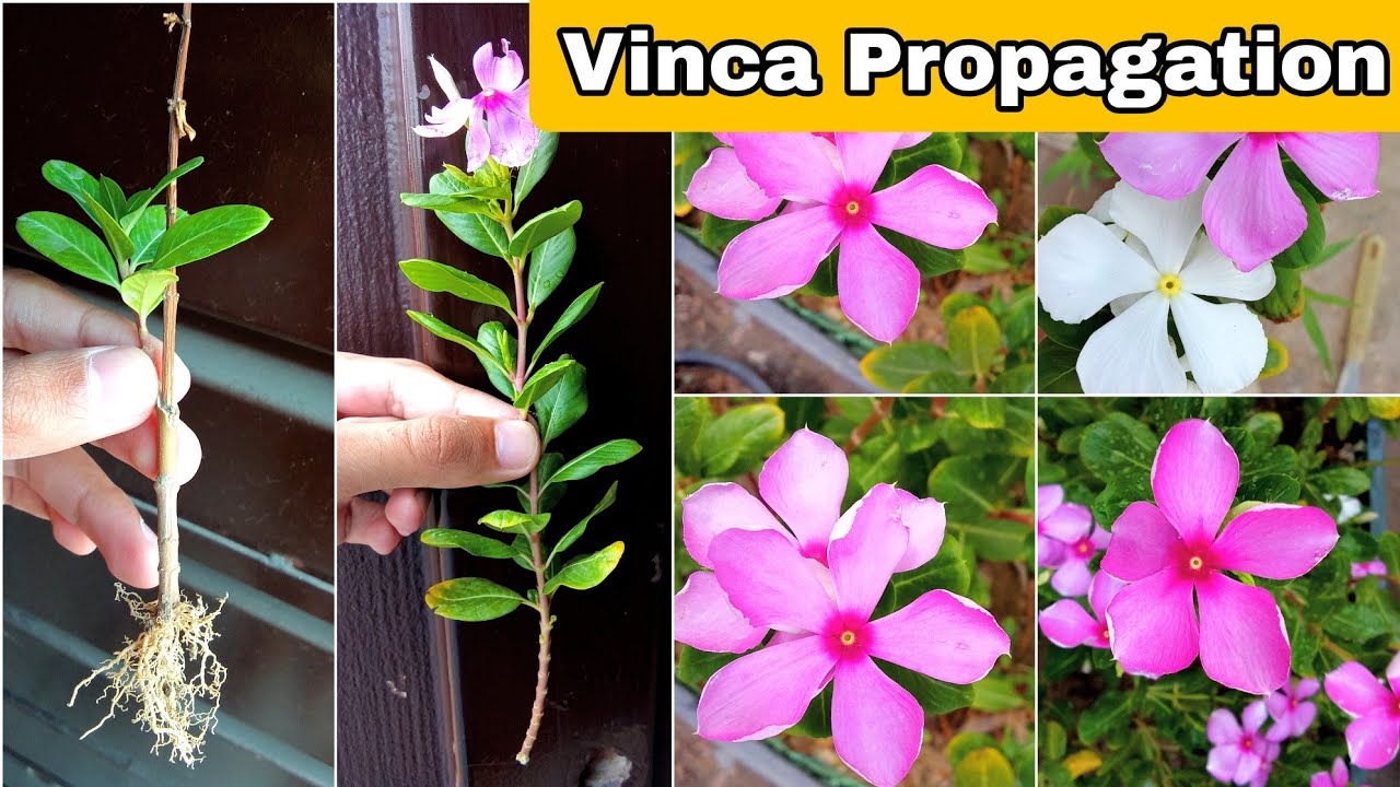 Easy way to grow vinca ? | Growing vinca from cuttings | Vinca Major ...