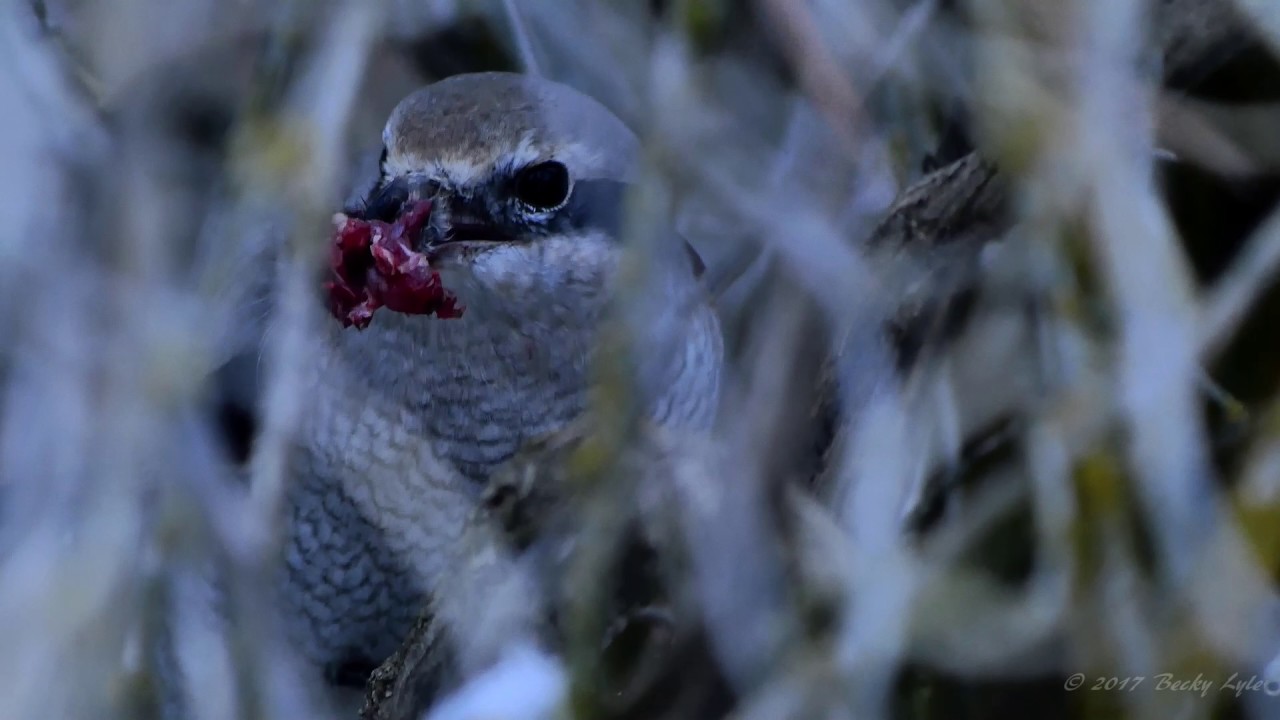 Northern Shrike Eats a Vole - YouTube
