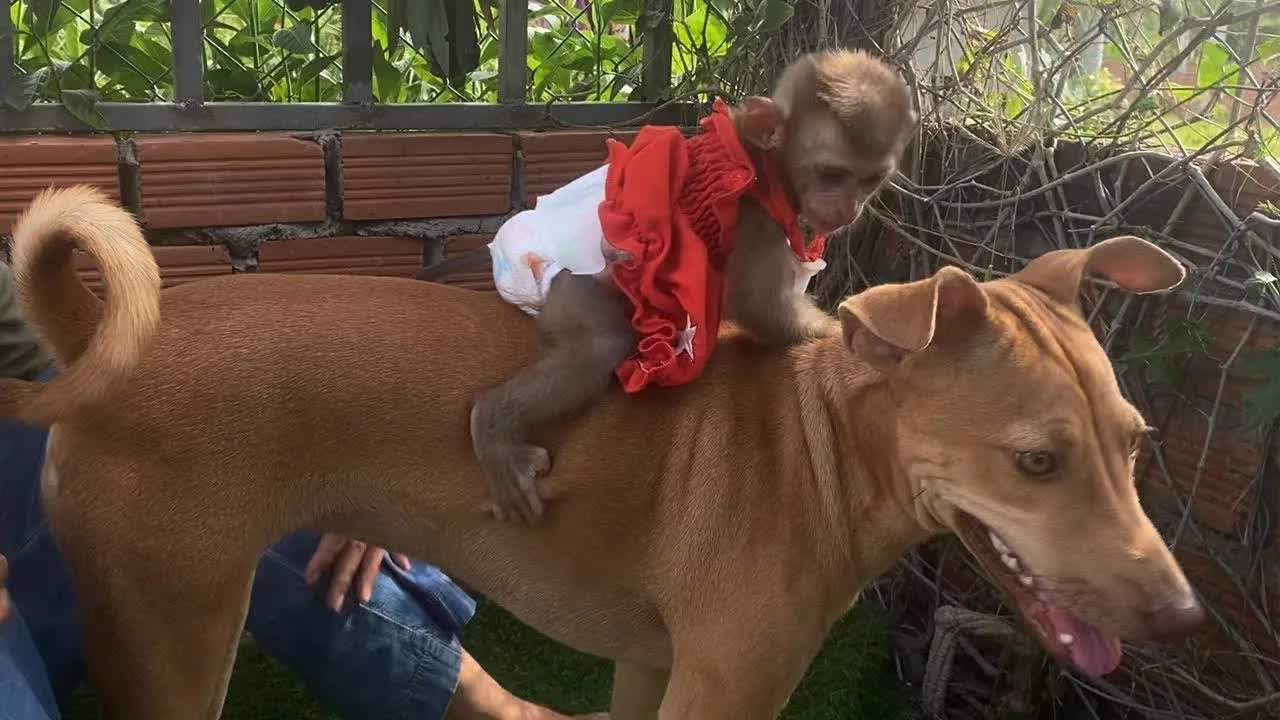 Let's Go For A Ride! LIORA Excited Riding On Her Best Friend Back - YouTube