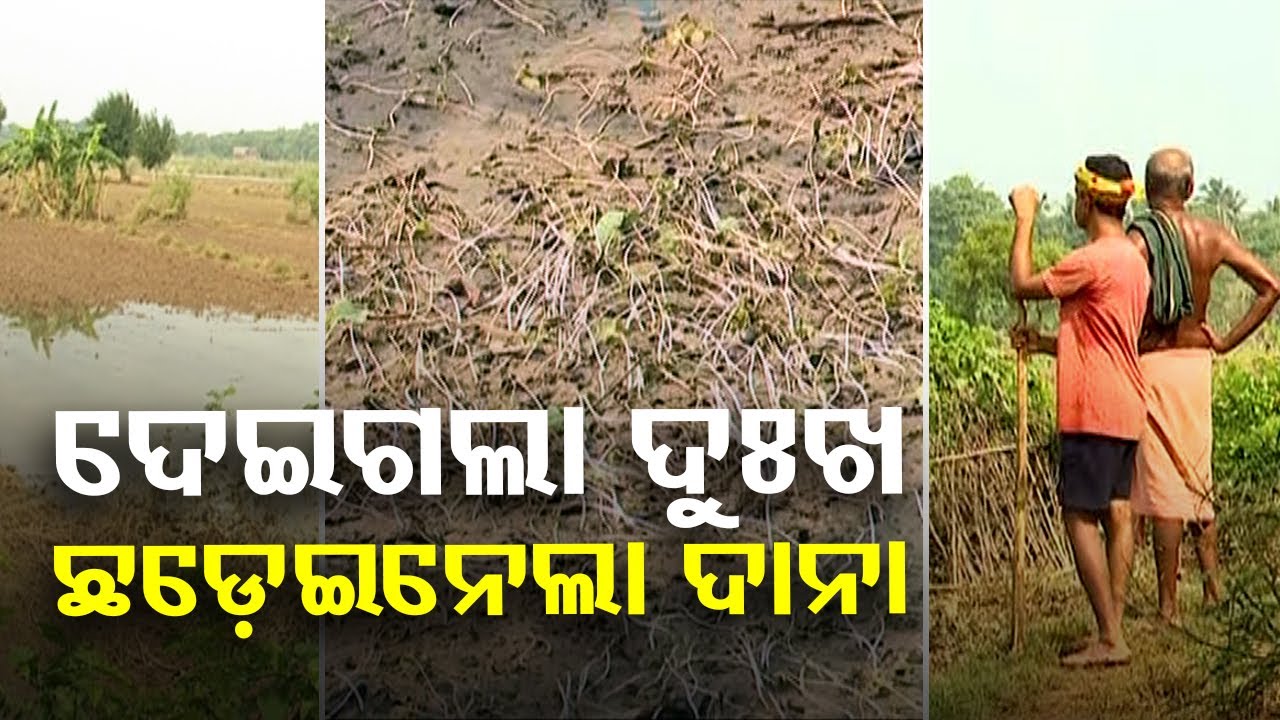 Cyclone Dana Aftermath | Farmers Concern Over Vegetable Crop Loss in ...