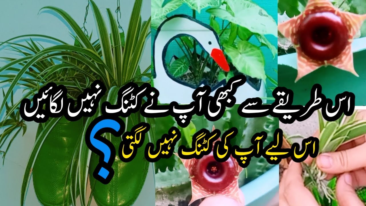 How To Grow Plants At Home/Grow Cutting In July/Grow Cutting In Monsoon ...