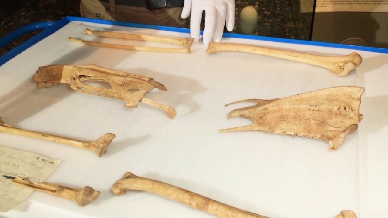 New Zealand's extinct black swan unearthed - YouTube