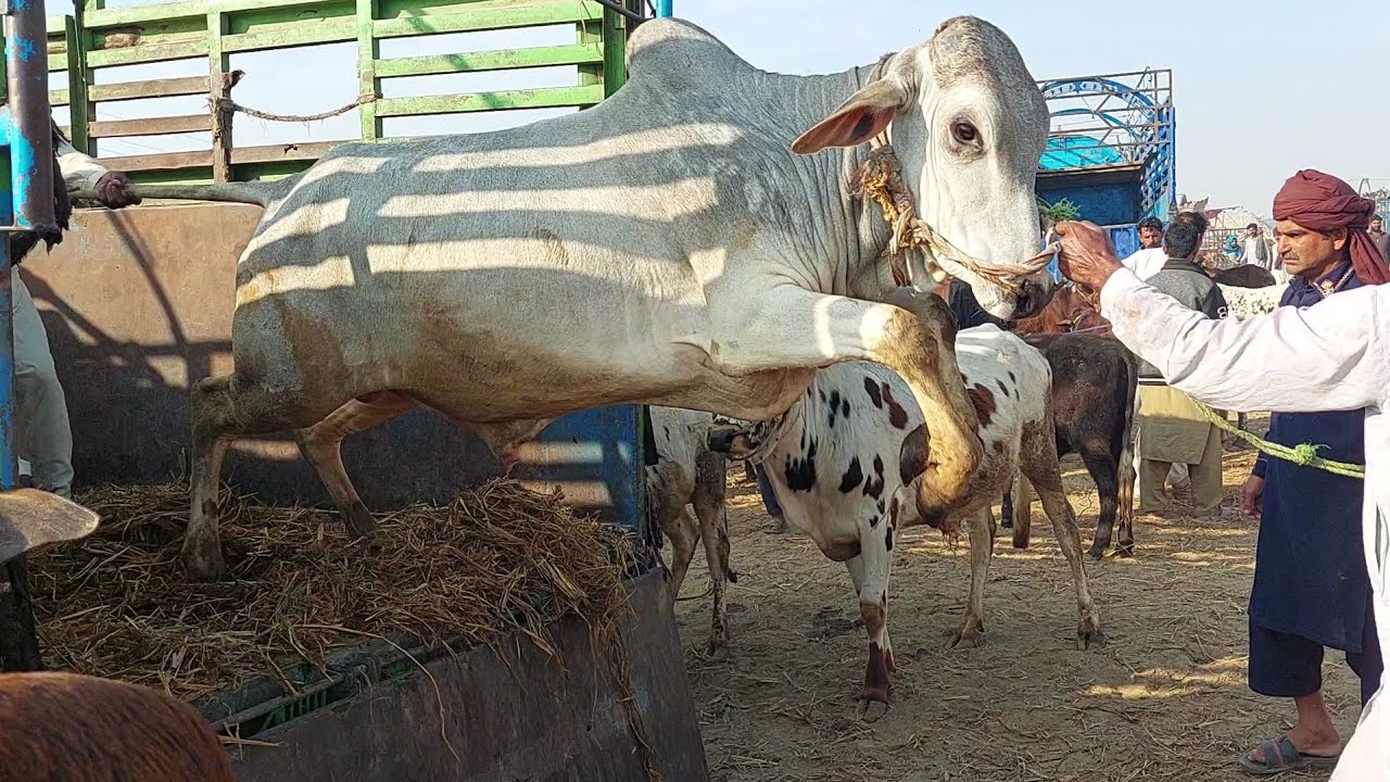 How to The Cholistani Bulls & Caw And Buffalo Mix Unloading || At ...