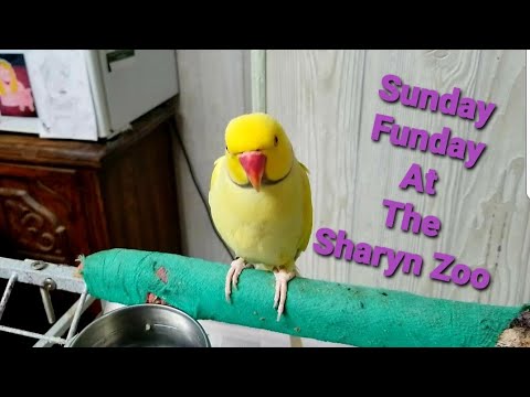 A CrAzY Day At The Sharyn Zoo! - YouTube