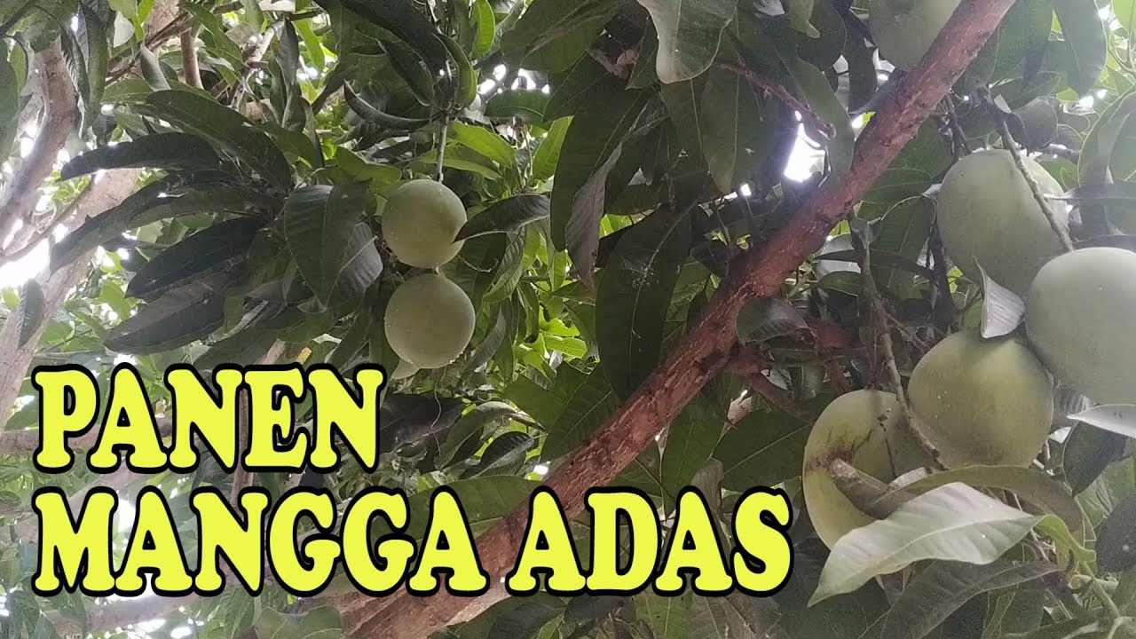 Panen mangga adas, mangga jumbo dengan biji tipis dan daging yang tebal ...
