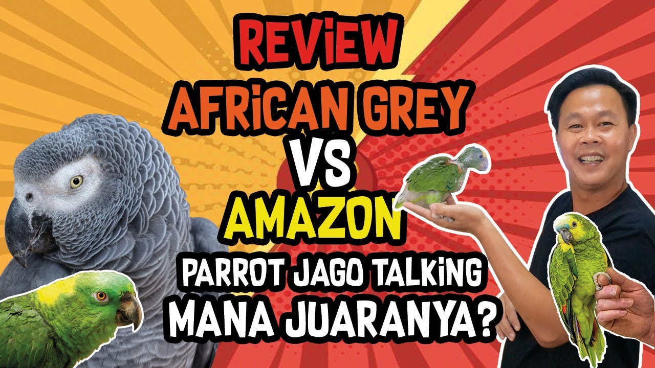 REVIEW AFRICAN GREY VS AMAZON - YouTube