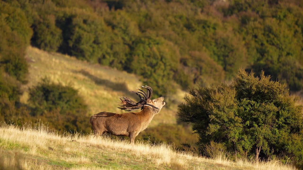Roaring giant red stag hunting in New Zealand with Exclusive Adventures ...
