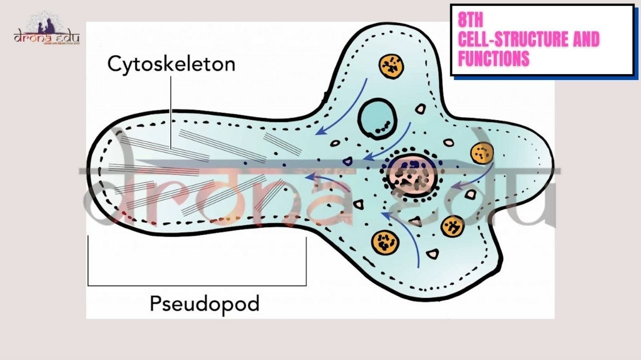 CELL-STRUCTURE AND FUNCTIONS, 8TH STANDARD, SCIENCE | DRONA EDU - YouTube