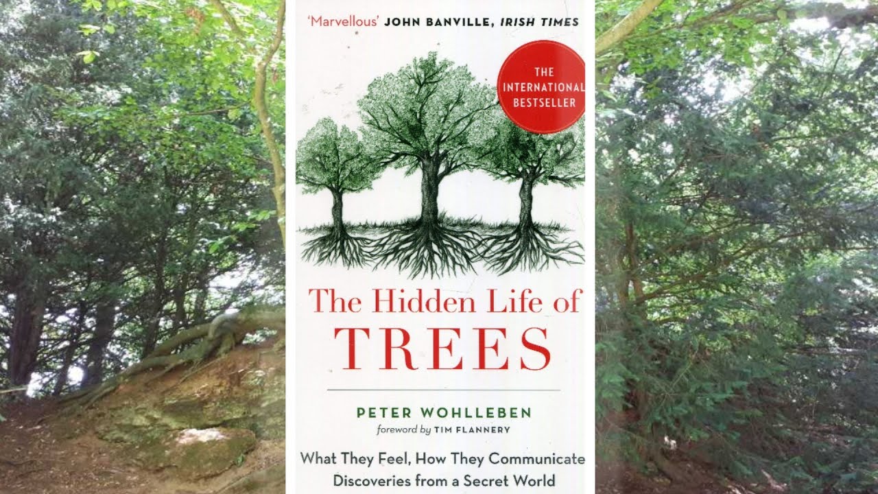 The Hidden Life Of Trees - REVIEW: It Changed My View Of Nature Forever ...