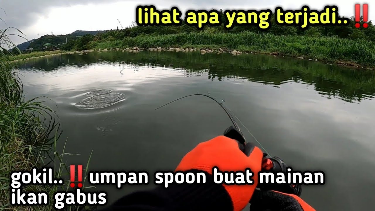 Ketika Mancing Ikan Gabus Dengan Menggunakan Umpan Spoon Umpan Spoon