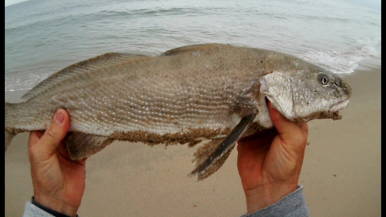 Catching Corbina Surf Fishing - The Grey Ghost - YouTube
