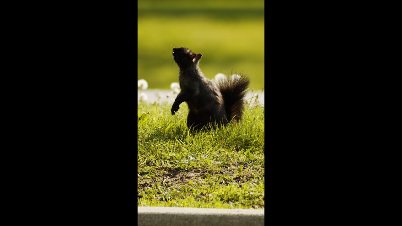 Why Are There So Many Black Squirrels In Toronto? - YouTube