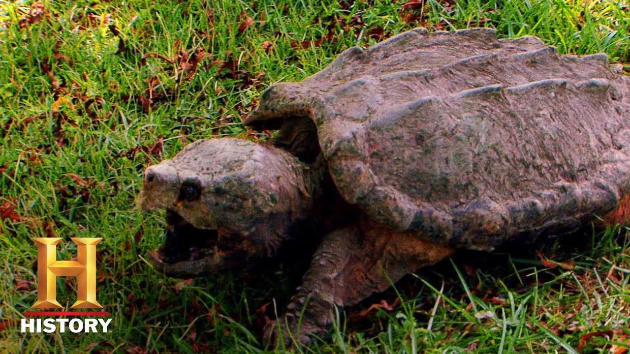 Swamp People: Snapping Turtle Surprise (Season 8) | History - YouTube