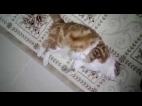 Sevimli tombul kedi - cute fat cat - القط لطيف الدهون