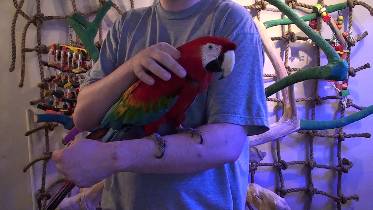 Ruby macaw being sweet. - YouTube