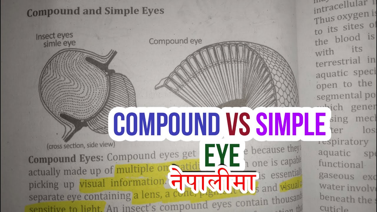 नेपालीमा Differences Between Compound And Simple Eye BSC Zoology Quick ...