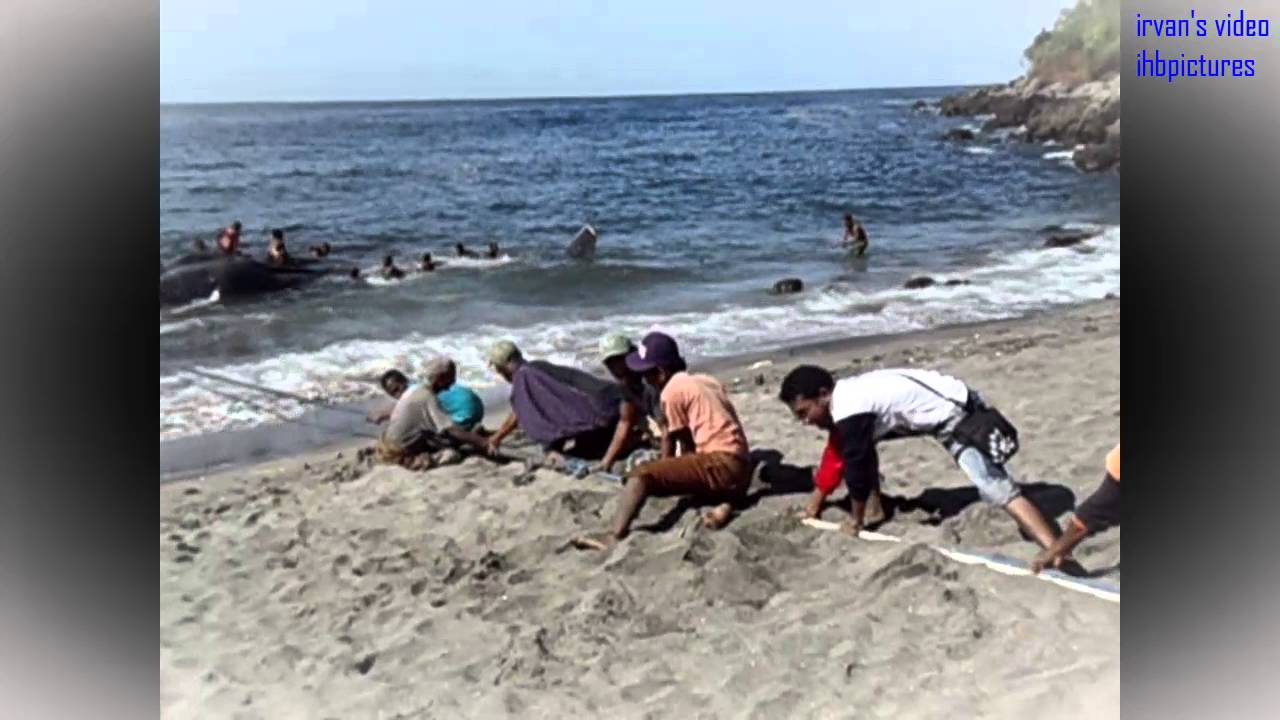 Perburuan dan Pemotongan Paus Secara Tradisional - Lamalera, Lembata ...