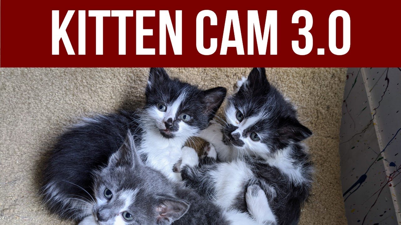 Day 4: Live Kitten Cam 3.0 - YouTube