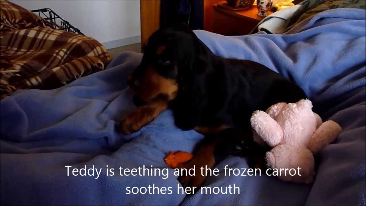 Teddy teething - YouTube