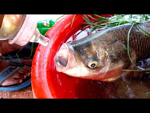 Big Fish Drinking Sugar Water। Must Watch। You Have... Video