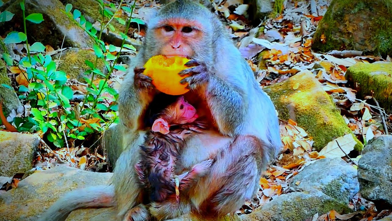 After giving birth, the mother monkey is exhausted but finds strength ...
