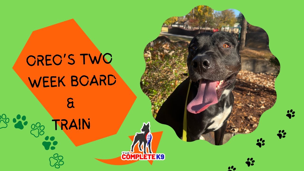 The Complete K9 - 2 Year Old Pit Bull Mix Learns Manners! - YouTube