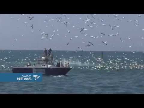 Algoa Bay visitors treated to a spectacular visual experience - YouTube