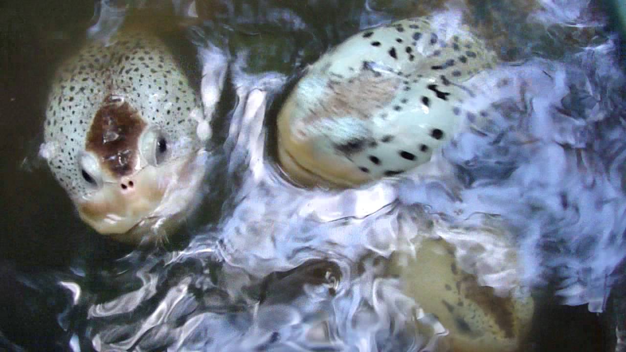 Diamondback Terrapin Enclosure - YouTube