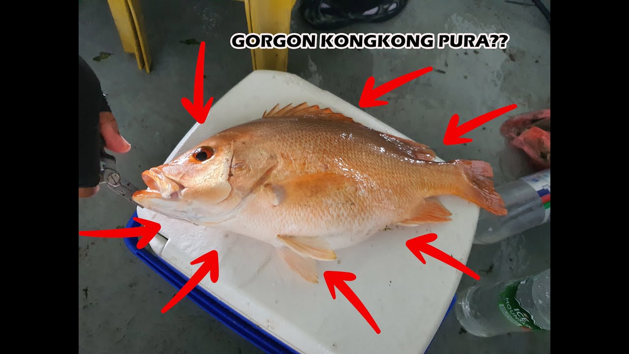 #10 BUDAK GEMUK KONGKONG!!! l TRIP KONGKONG, JOHOR BAHRU. - YouTube