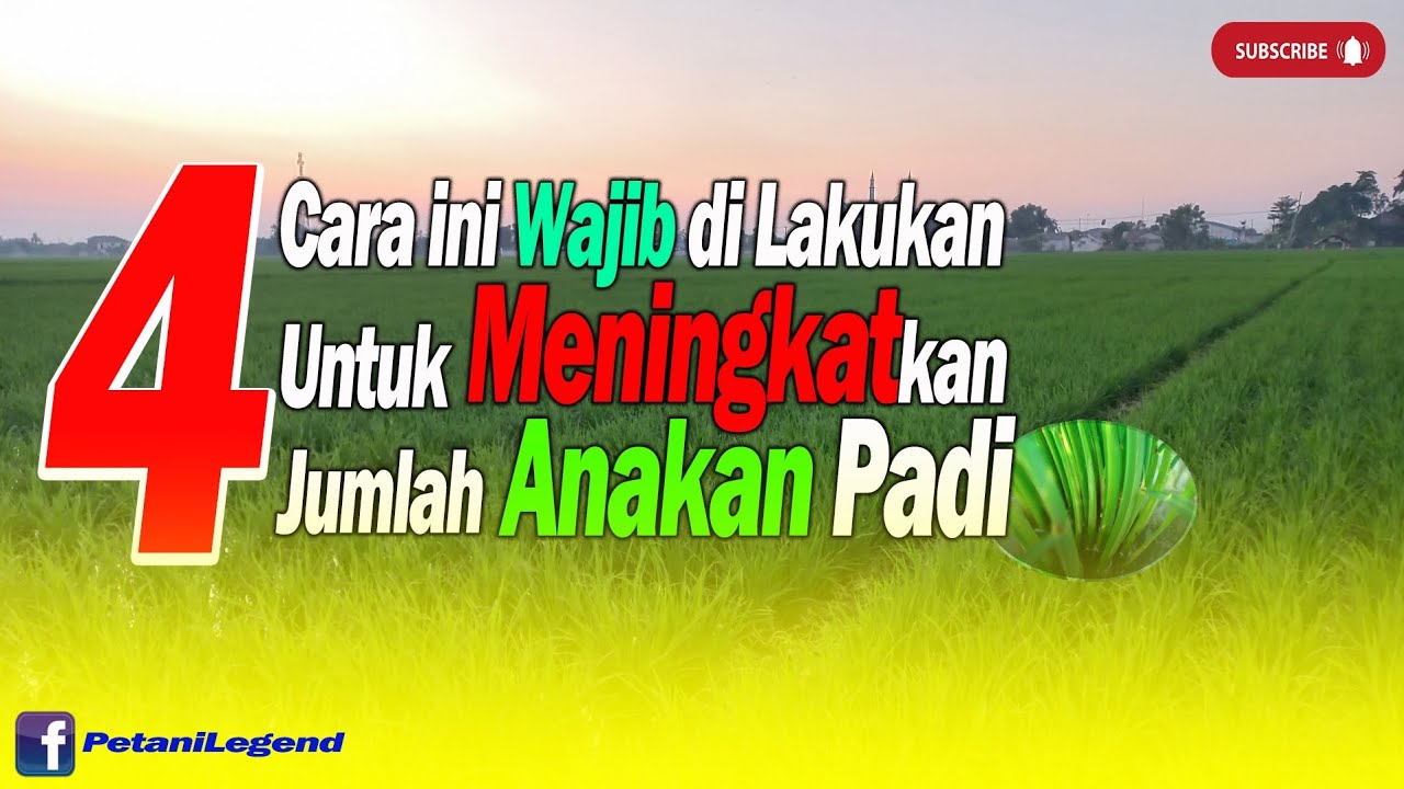 Cara Memperbanyak Anakan Padi @Petani_Legend03 - YouTube