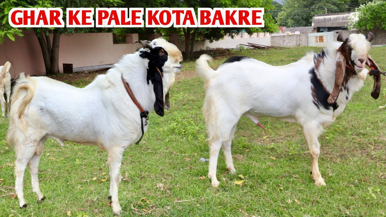 Ghar Ke Pale Quality Kota Goat Full Garam At Daud Goat's - YouTube