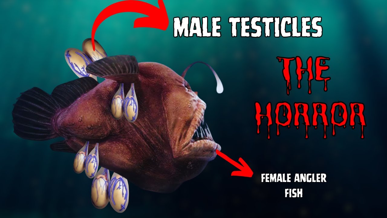 Angler Fish And Their Bizarre Mating Ritual {EXPLAINED} The Horror ...