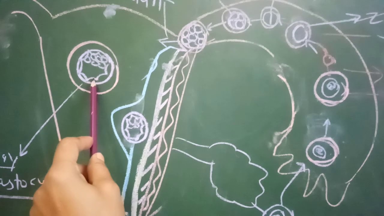 Post fertilization events and implantation (chapter 3) of 12th biology ...