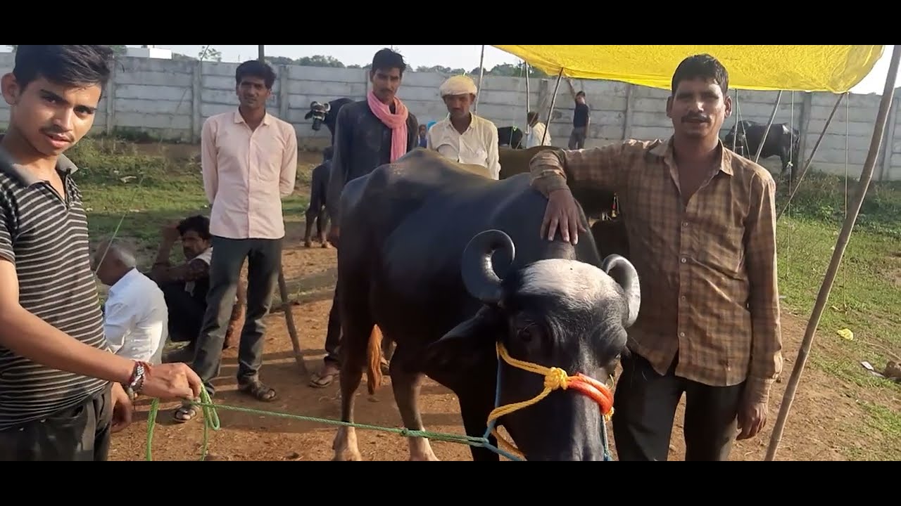 HAT BAJAR | Mura buffelo | मुर्रा भैंस ज्यादा दूध देने वाली भैंस 22 ...