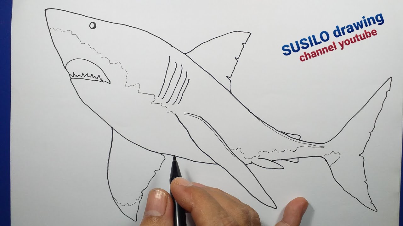 Menggambar Ikan HIU PUTIH Untuk Pemula || How to draw WHITE SHARK for ...
